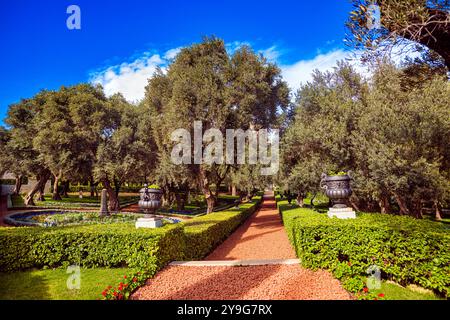Beautiful olive trees in the Bahai Gardens at Mount Carmel in Haifa ...