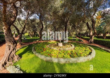Beautiful olive trees in the Bahai Gardens at Mount Carmel in Haifa ...