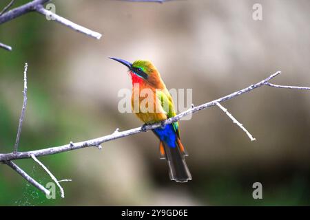 Red-breasted - Bee - eater ( Merops bullock Stock Photo - Alamy