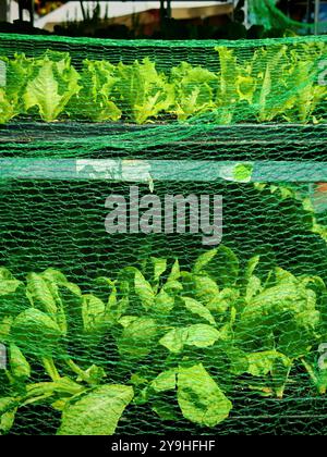 Logistics in crop production and plant cultivation, transport of ...