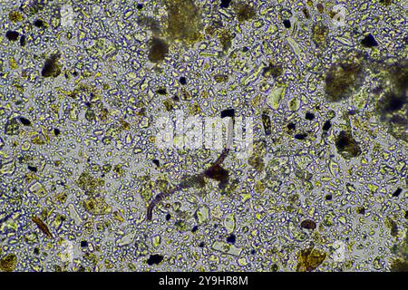 soil fungi and microorganisms in a soil and compost sample in spring ...