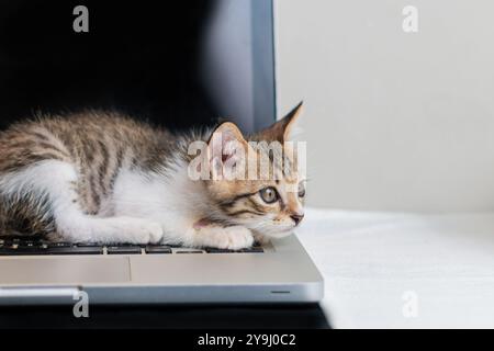 Little baby curiously looking at laptop surfing in internet Stock Photo ...