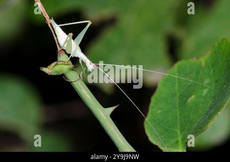 Common Tree Cricket, Oecanthus sp., female Stock Photo - Alamy