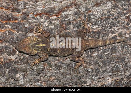 Falk’s Blue-headed Tree Agama (Acanthocercus cyanocephalus Stock Photo ...