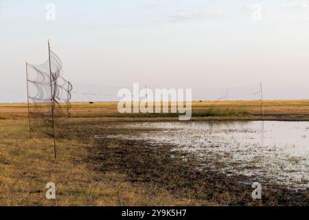 An installed bird mist net ready to catch birds in a national park ...