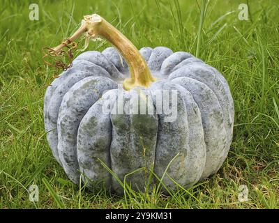 Pumpkin family (Cucurbitaceae), ornamental pumpkin, blurred background ...
