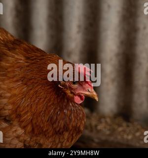 Old Chicken with Floppy Comb passed Laying Stock Photo - Alamy