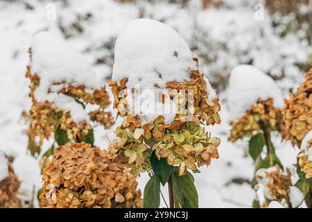 The withered inflorescences of a hydrangea are covered with snow Stock ...