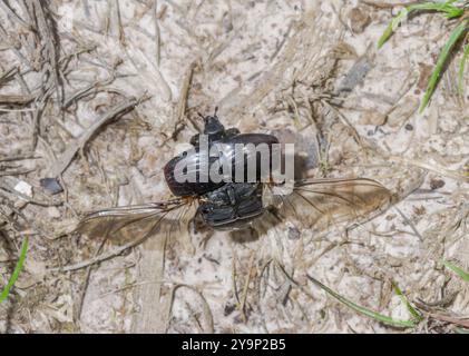 Common Clown Beetle (Hister unicolor). Histeridae. Sussex, UK Stock ...