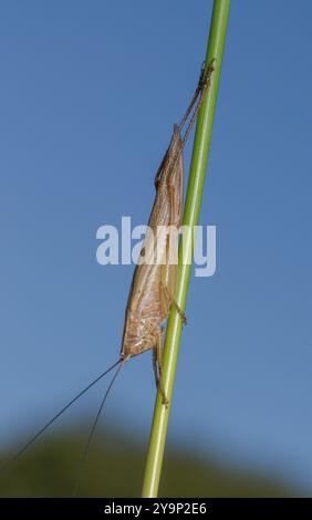Extramacropterus Long winged Conehead BROWN form, Tettigoniidae ...