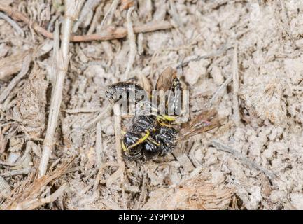 Solitary Digger Wasp mating on heathland (Lindenius panzeri ...