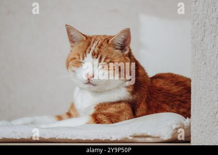 A big fat ginger cat is sleeping on the porch of a house Stock Photo ...