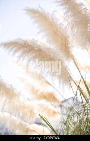 tufts of grass; san francisco, california, united states of america ...