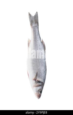 Sea bass fish isolated on white background Stock Photo - Alamy
