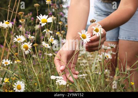 Chamomile flowers field. A beautiful natural scene with blooming ...