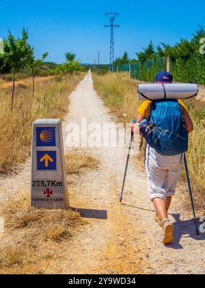 Yellow Scallop Shell and Yellow Arrow, symbols of the Camino de ...