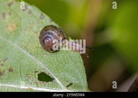 Small snail with horns on a bright green leaf Stock Photo - Alamy
