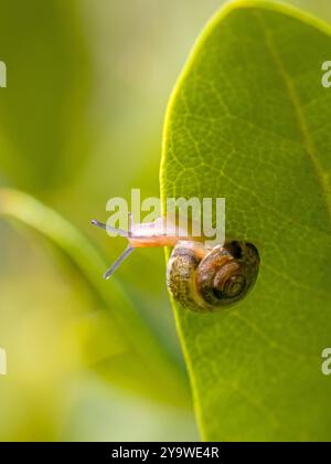 Small snail with horns on a bright green leaf Stock Photo - Alamy