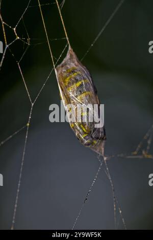 Trapped insect in a cobweb, macro photography, frosted spiderweb Stock ...