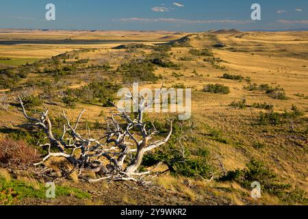 Limber Pine snag along AB Guthrie Trail, Pine Butte Swamp Preserve ...