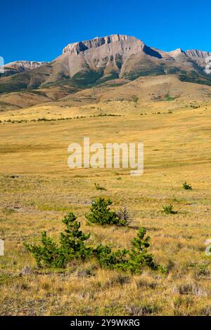 Pine Butte Swamp from AB Guthrie Trail, Pine Butte Swamp Preserve ...