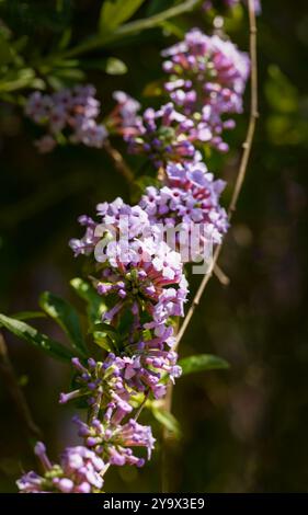 Moody close up of Buddleja, Buddleia, Buddlea, butterfly bush, in good ...