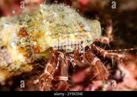 Striped Hermit Crab, Pagurus anachoretus, Cadaques, Costa Brava, Spain ...