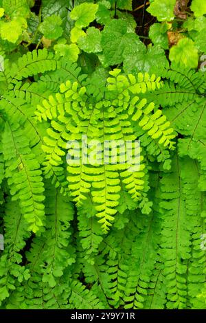 Five-finger fern (Adiantum aleuticum) along Trail of Ten Falls, Silver ...