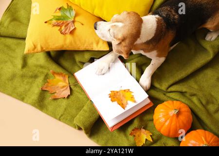 Cute Beagle dog with book, fresh pumpkins, soft pillows and autumn ...