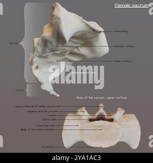 Anatomy of female sacrum, illustration Stock Photo - Alamy