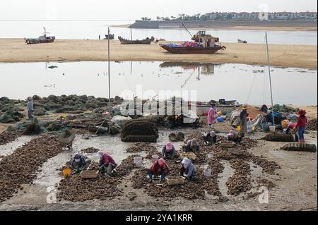 Fishermen harvest oysters in Qingdao City, east China's Shandong ...