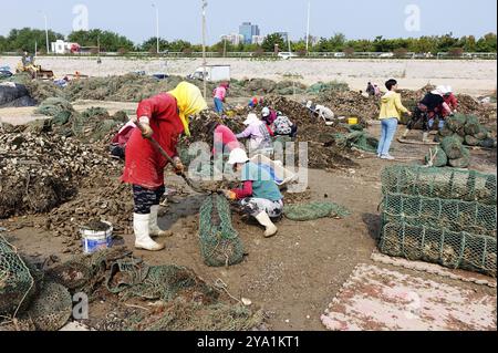 Fishermen harvest oysters in Qingdao City, east China's Shandong ...