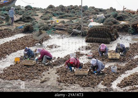 Fishermen harvest oysters in Qingdao City, east China's Shandong ...