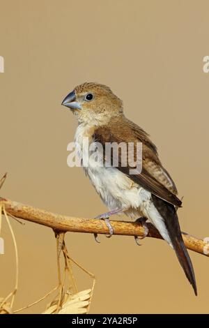 African silverbill, silver beak, silver pheasant, trusting bird ...