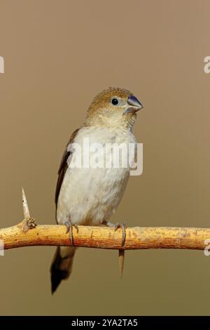 African silverbill, silver beak, silver pheasant, trusting bird ...
