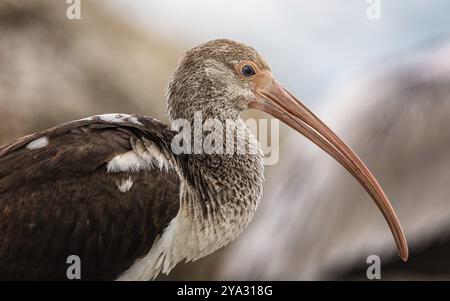 Wild Ibis on the Atlantic Ocean, Florida, USA, North America Stock ...