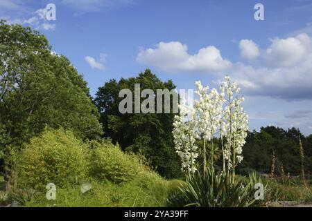 (Yucca filamentosa concava Stock Photo - Alamy