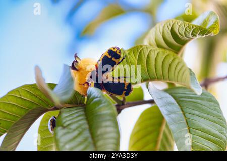 Garden Fruit Chafer pest bugs beetle eating guava fruits in the orchid ...