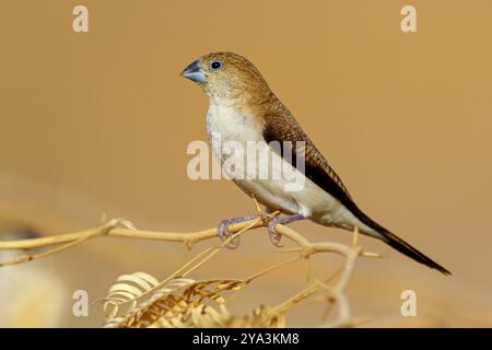 African silverbill, silver beak, silver pheasant, trusting bird ...