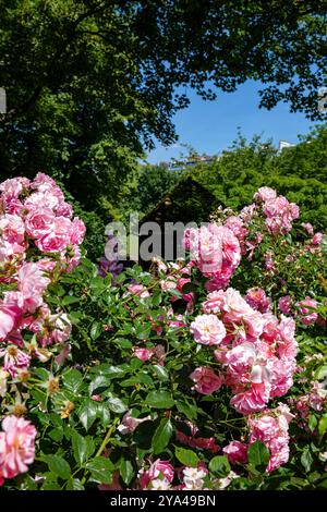 London - 06 15 2022: Pink rose plant in Sloane St with black and white ...