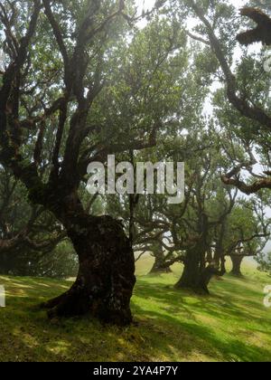 The magical laurel forest, known as the fairy garden on Madeira. A ...