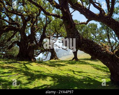 The magical laurel forest, known as the fairy garden on Madeira. A ...