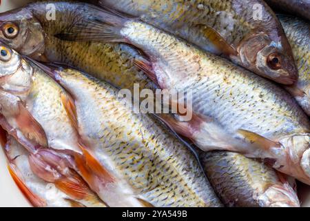 pile of gutted and scaled uncooked freshwater fish with heads Stock ...