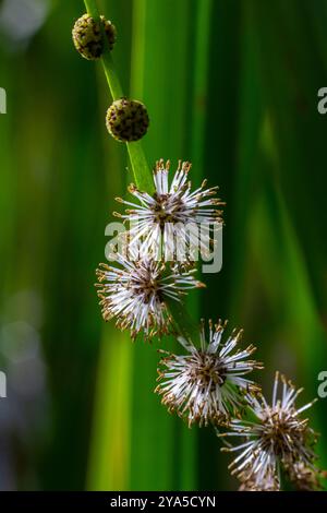 Branched hedgehog Sparganium erectum - flowering plant in the garden ...