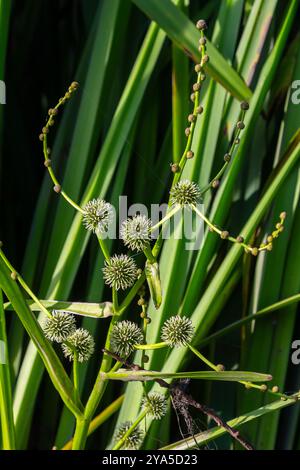Branched hedgehog Sparganium erectum - flowering plant in the garden ...