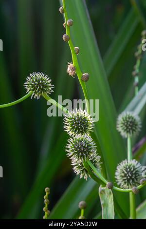 Branched hedgehog Sparganium erectum - flowering plant in the garden ...