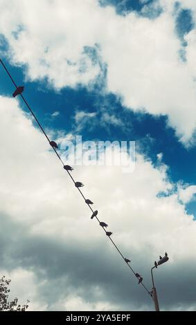 Birds sit on power lines Stock Photo - Alamy