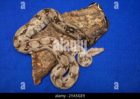 Boa Constrictor Snake on Blue Background - Exotic Wildlife Stock Photo ...
