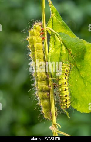 Emperor Moth caterpillar - Saturnia pavoniella, beautiful rare moth ...