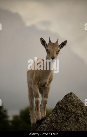 Carpa falconeri heptner. Turkmenian Markhor unique species. Young goat ...